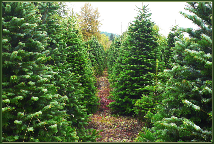 TANNENBAUM - Pick your Tree!